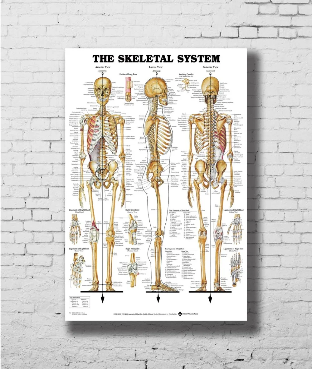 Skeletal System Poster Anatomical Chart Human Body Skeleton Medical Art ...