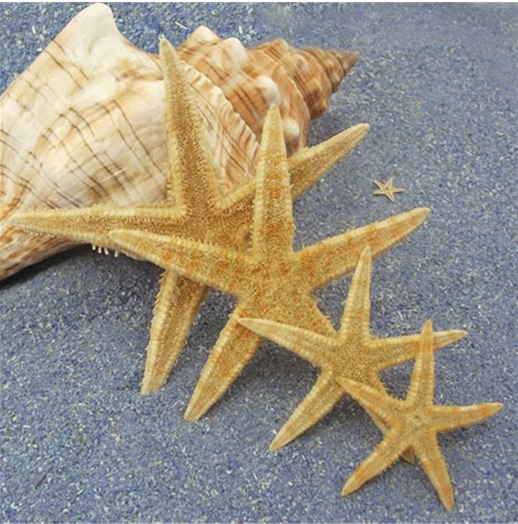 sea star10pcs/lots Natural Crafts Starfish Sea Shells Star Flowers and ...