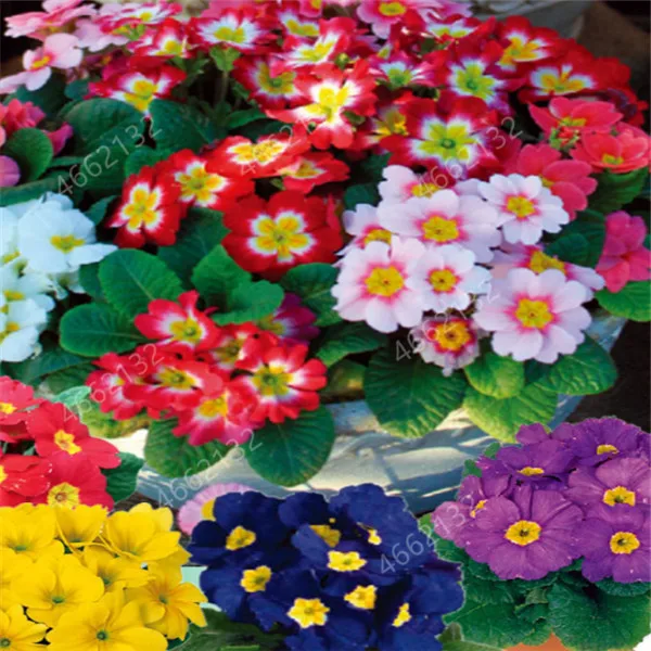 100 Pcs 100% True Europe Primula Acaulis bonsai Primrose Indoor Bonsai ...