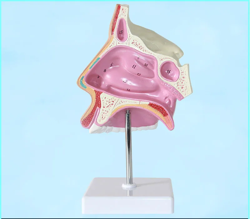 Human's Skeleton Anatomical Model Mouth Nasal Cavity Anatomy Anatomy ...