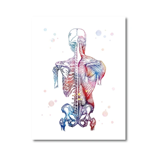Human Muscles Canvas Art Print And Poster Watercolor Muscular System ...
