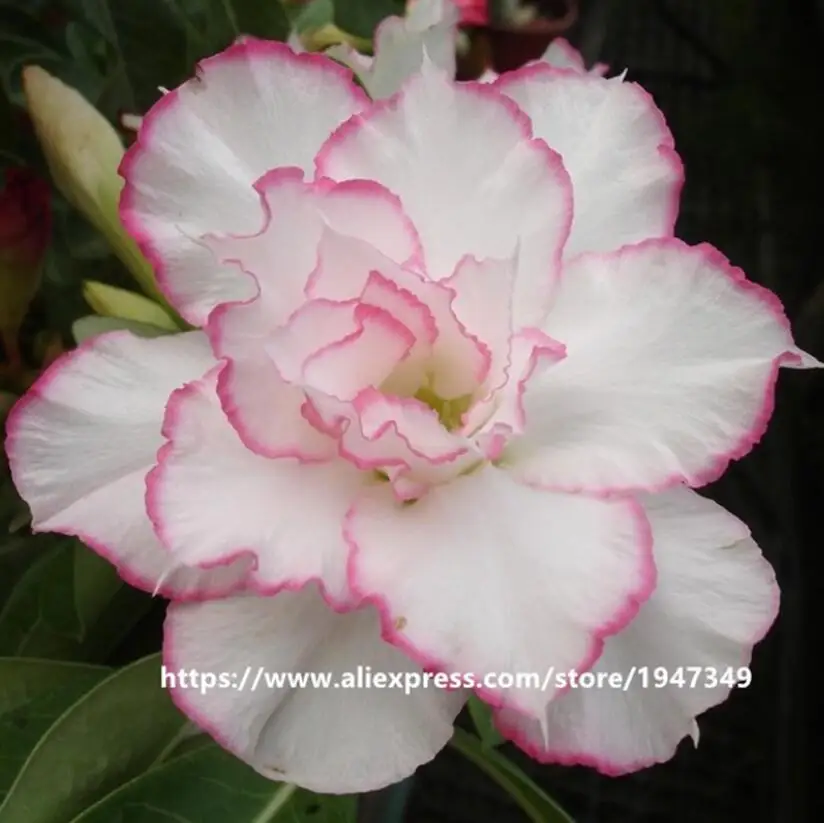 Discount !! 5 seeds / pack multi-layers White Color Pink Rim Desert ...