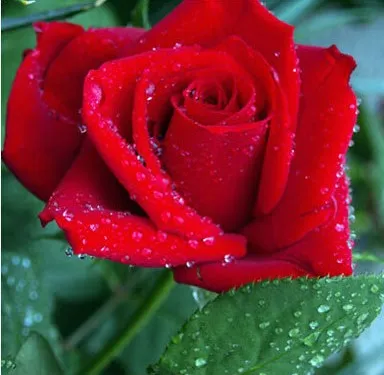 100pcs red Rose Seed Professional Seedling floer Plant/ Vary Colors ...