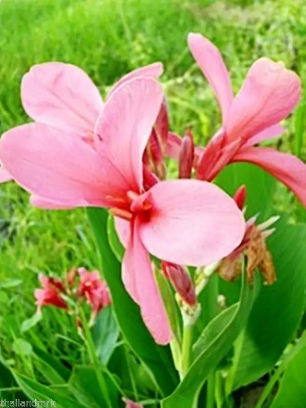 Thai Pink Canna Lily ThailandMrk 10-in Bonsai from Home & Garden on ...