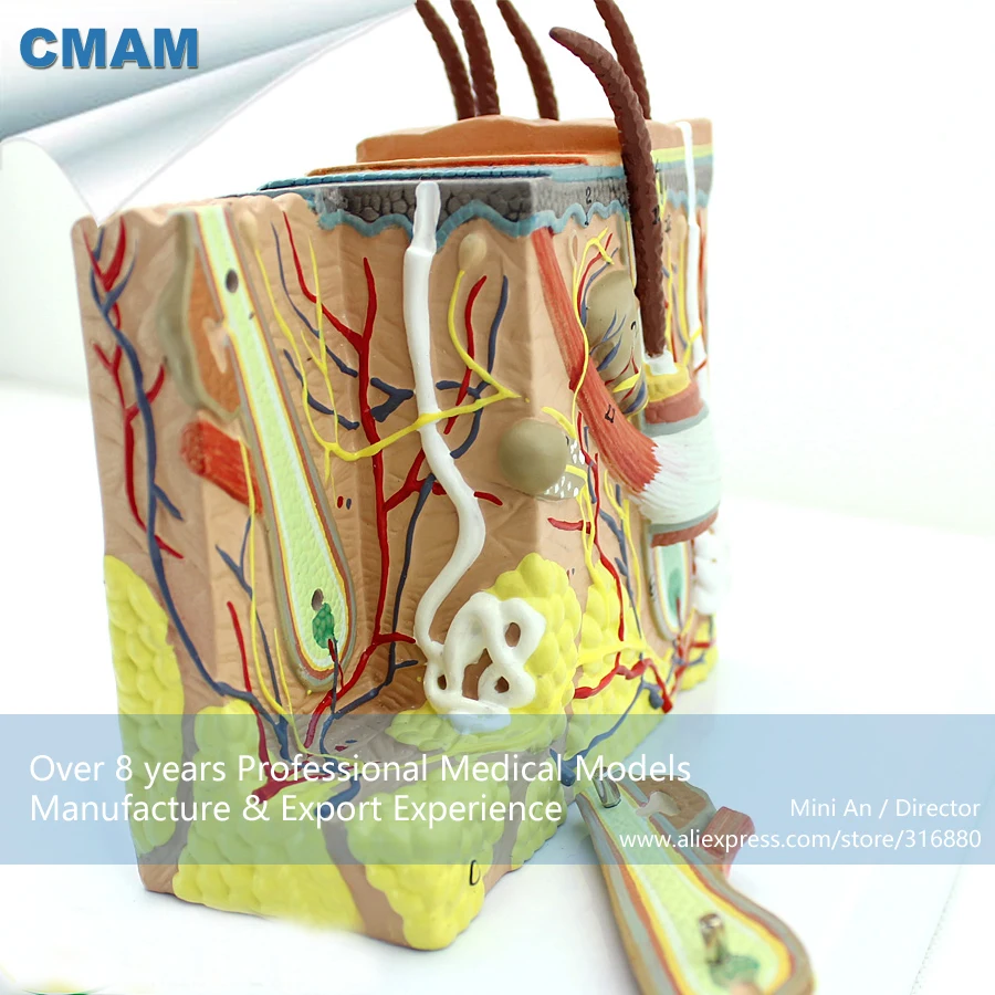 12531 CMAM-SKIN02 Anatomical Human Skin Cross Section Block Model 35x ...