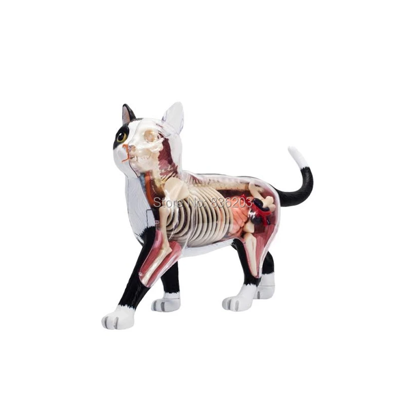 4D master vision, Gato disecado, anatomía divertida, miembro masculino ...
