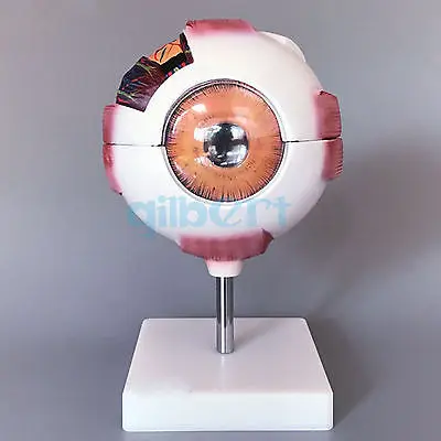 White Human Eye Ball Anatomical Model Training 6X Life Size Medical Kit ...