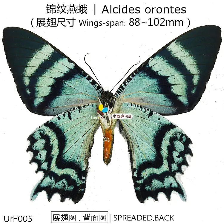 Alcides orontesアジア蛾保存と乾燥した蝶|butterfly|moth - AliExpress