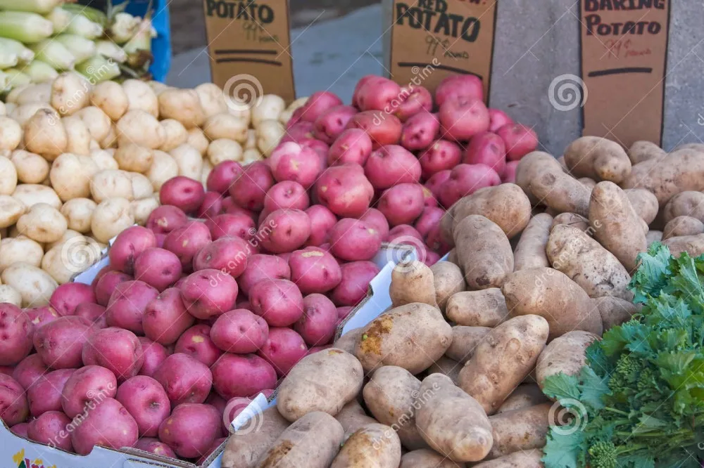 100pcs Mini Giant Purple Potato Seeds Anti-Wrinkle Nutrition Green ...