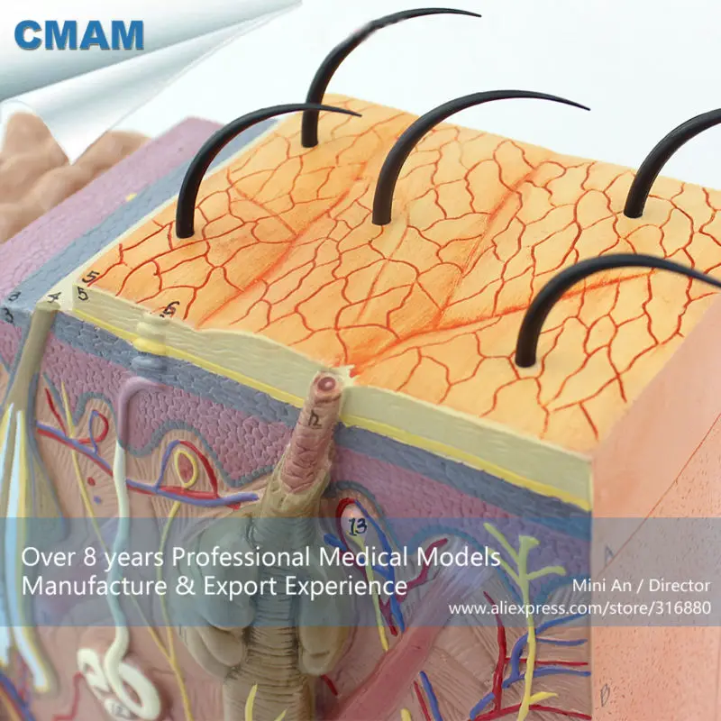 CMAM/12530 SKIN- Skin Block-70x life size, Human E.N.T. Medical ...
