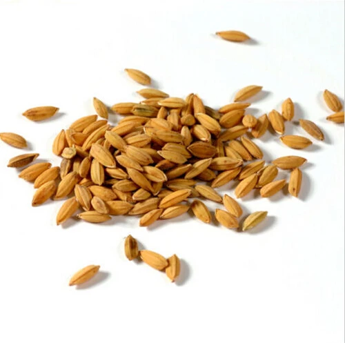 Buy 100 Pcs Rice Seeds | Free Shipping