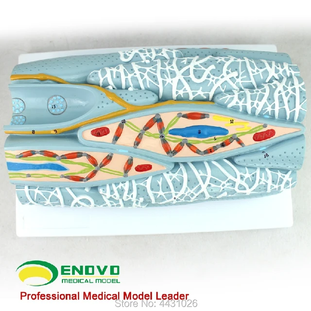 Smooth Muscle Model