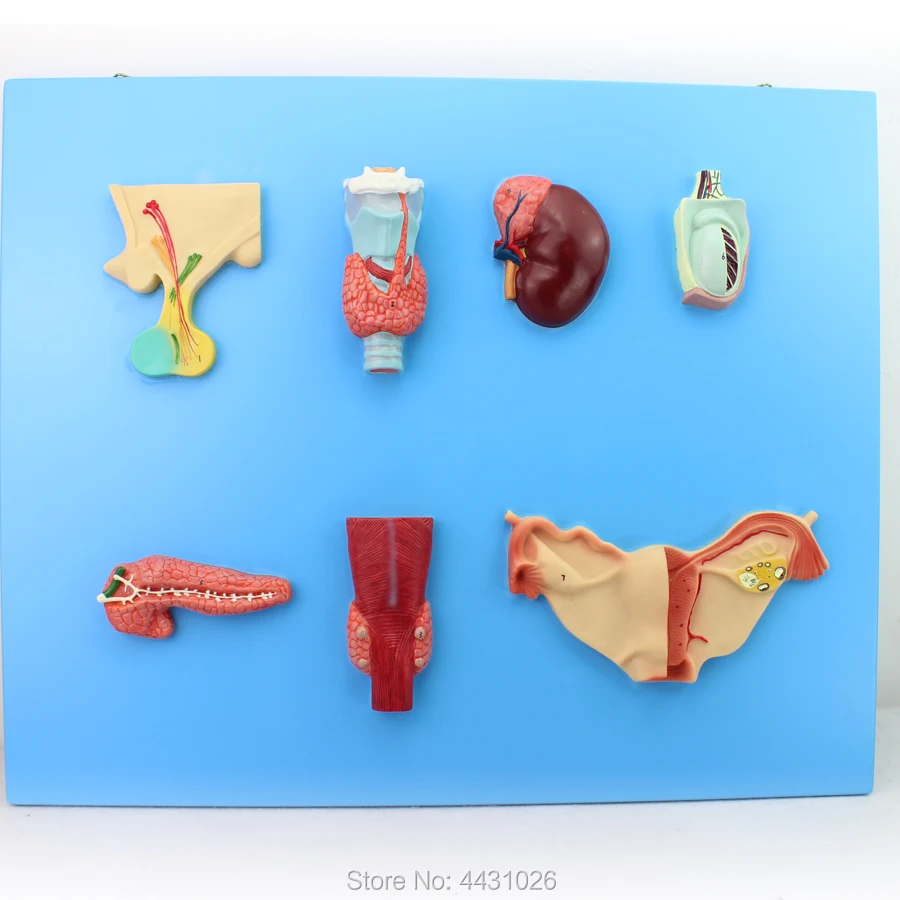 Endocrine System Model Labeled