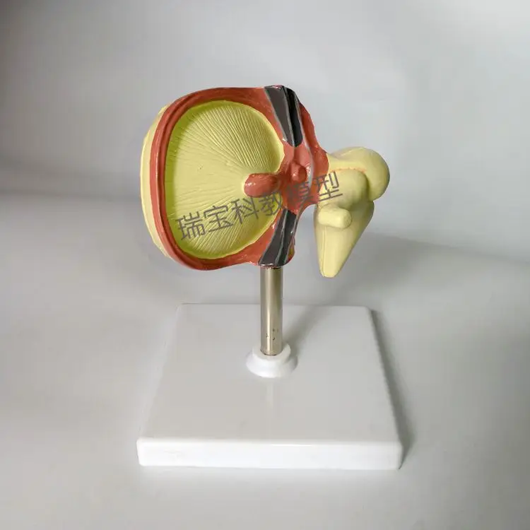 Cochlear-model-Eardrum-and-ossicle-models-Ear-structure-semicircular ...