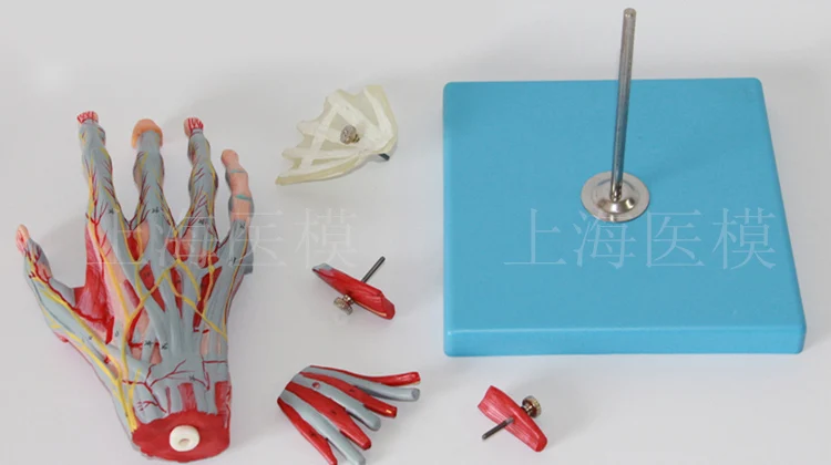 Hand-palm-anatomical-model-with-neurovascular-and-muscle-anatomical ...