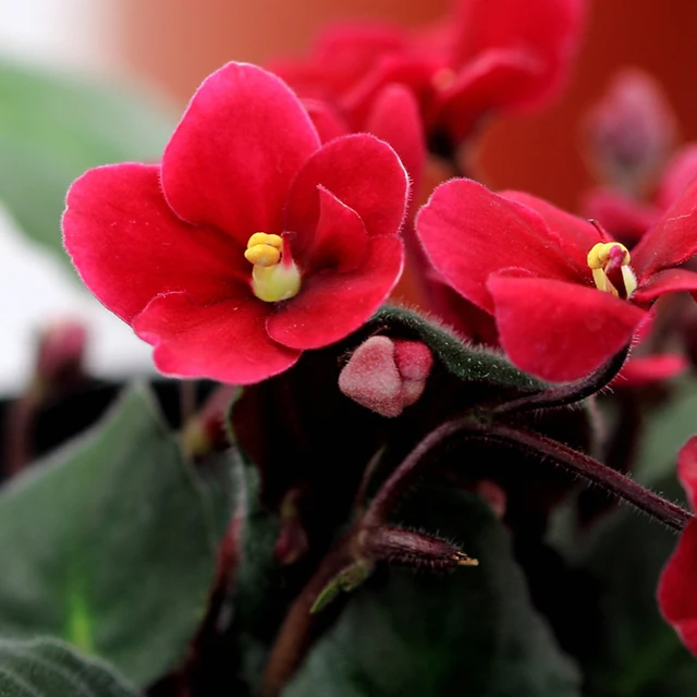 Hot Sale Red Violet Flower 100pcs/Pack – GreenSeedGarden