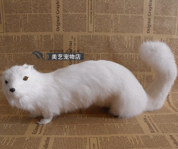 White Mink Animal