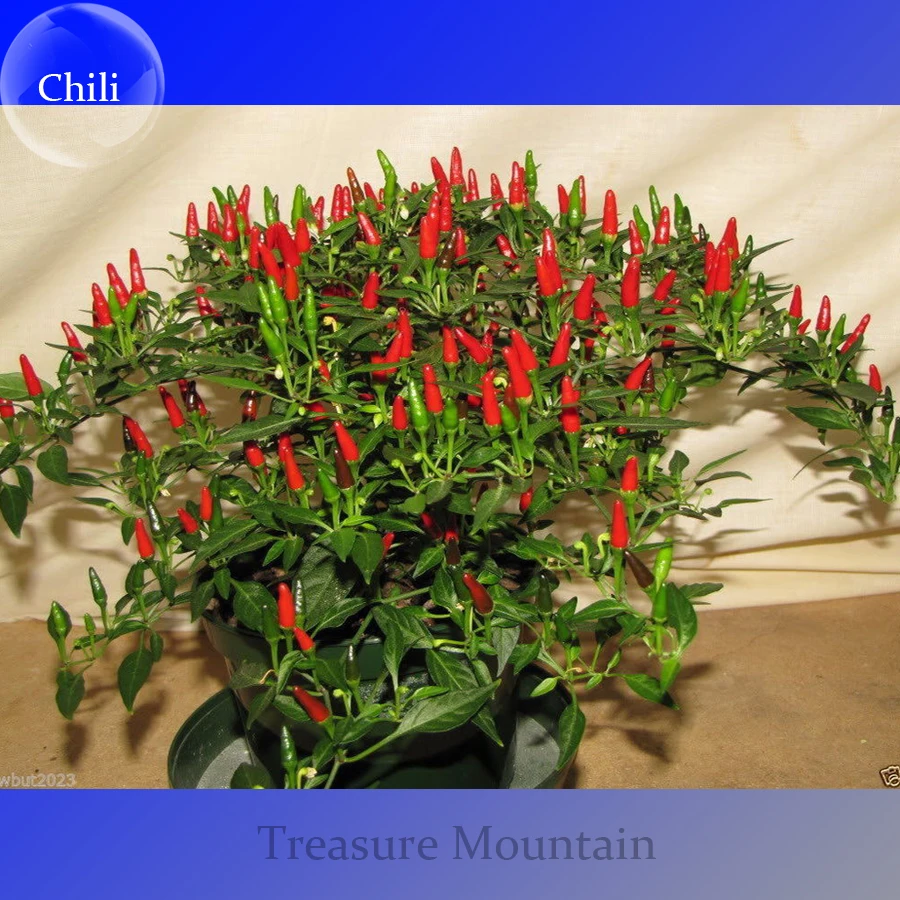 Online Buy Wholesale ornamental pepper plants from China ornamental ...