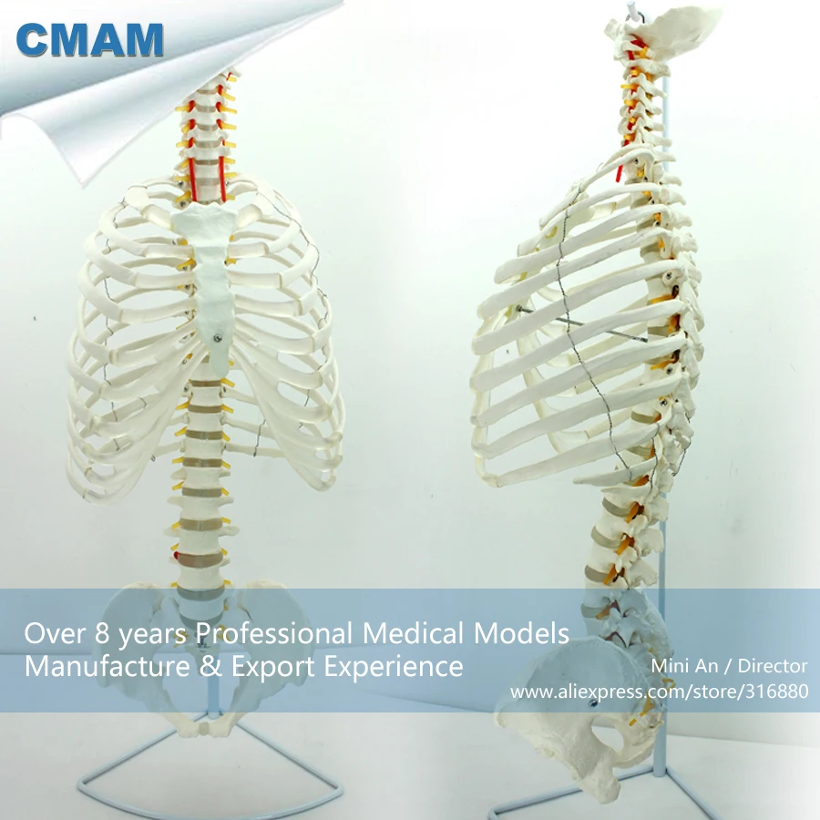 12379 CMAM SPINE06 Life Size Human Sternum Skeleton Model with ...