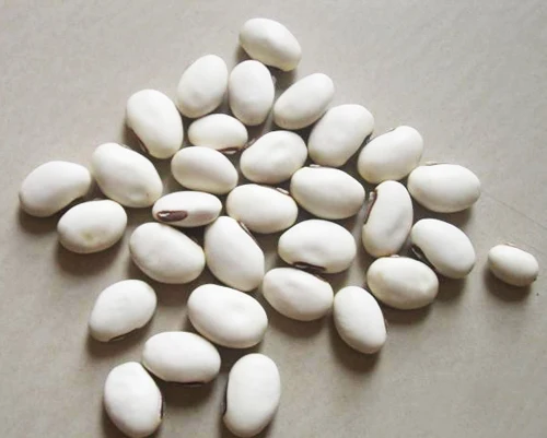 Canavalia Ensiformis Seeds