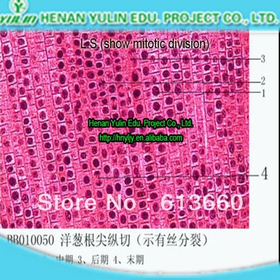 Allium Cepa Slide