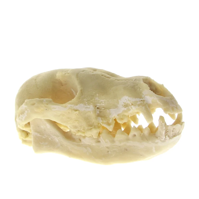 Fox Skeleton Head
