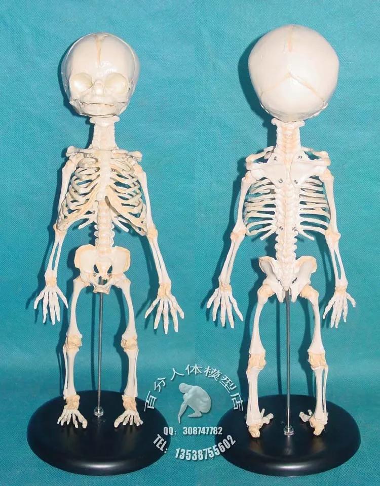 PVC baby skeleton schaufensterpuppe menschliches skelett modell skizze ...