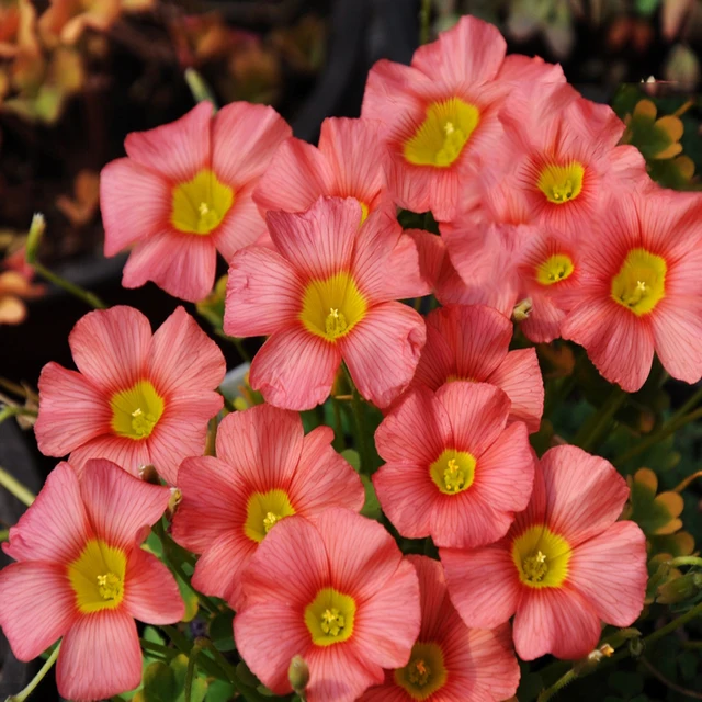 Multi-Varieties Rare Oxalis Seeds, 100pcs/pack – GreenSeedGarden