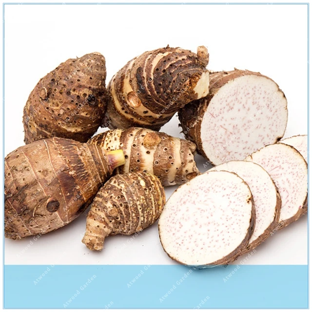 ZLKING 100PCS Alocasia Macrorrhiza Giant Taro Garden Elephant Ear Taro ...