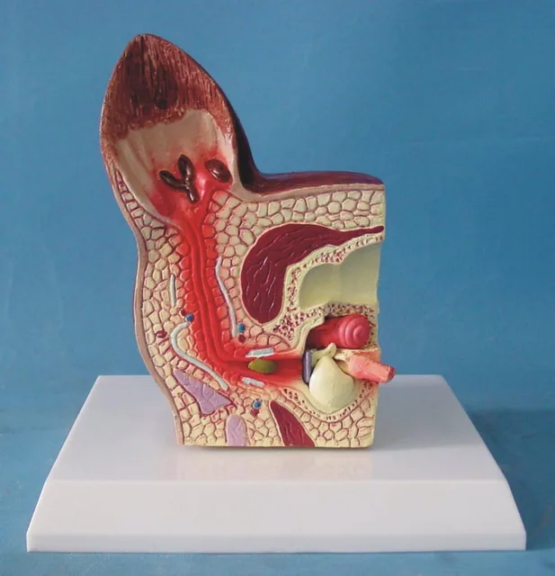 dog ear anatomical model animal Veterinary Science medical Teaching ...