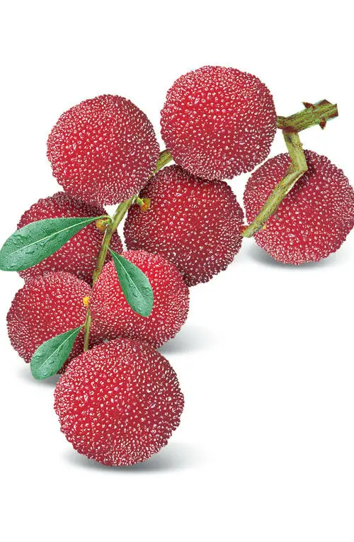 Yangmei