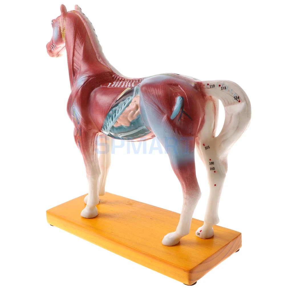 114 Acupuncture Points Horse Anatomical Model School Teaching Tool Lab ...
