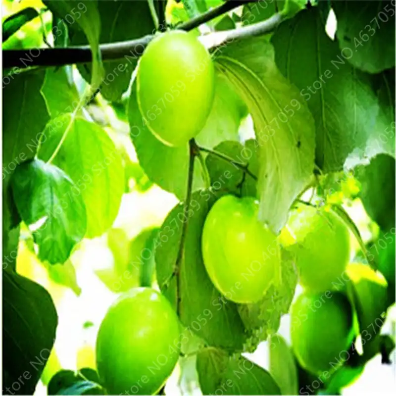 Hot Sell 10 pcs/ bag Giant Hetian Japanese Jujube Plant Sweet Juicy ...
