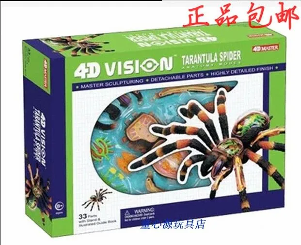 4D-MASTER-Puzzle-assembly-Animal-Model-spider-Dissection-Assembled ...