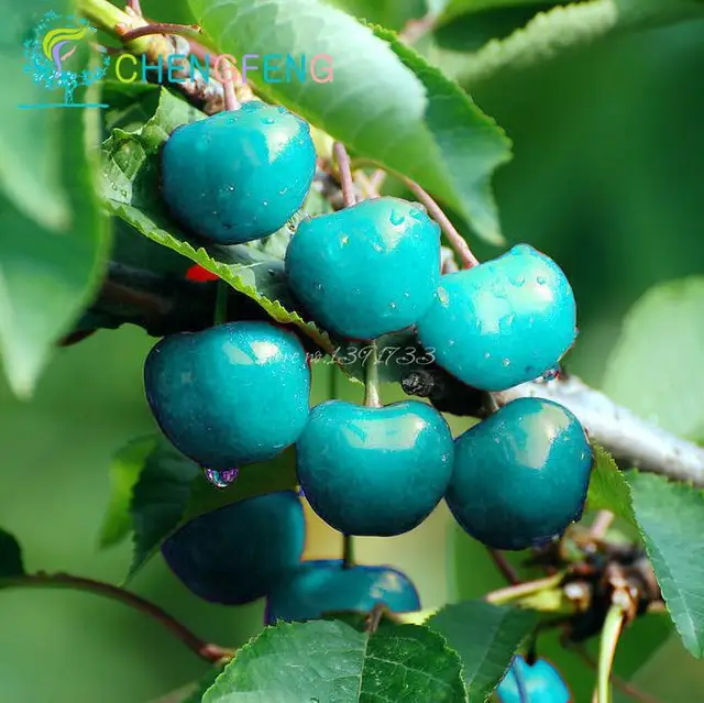 20pcs Blue Cherry plants Organic Fruit And Rare Tree plants High ...