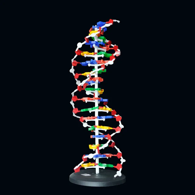 Simple Dna Double Helix Model Project