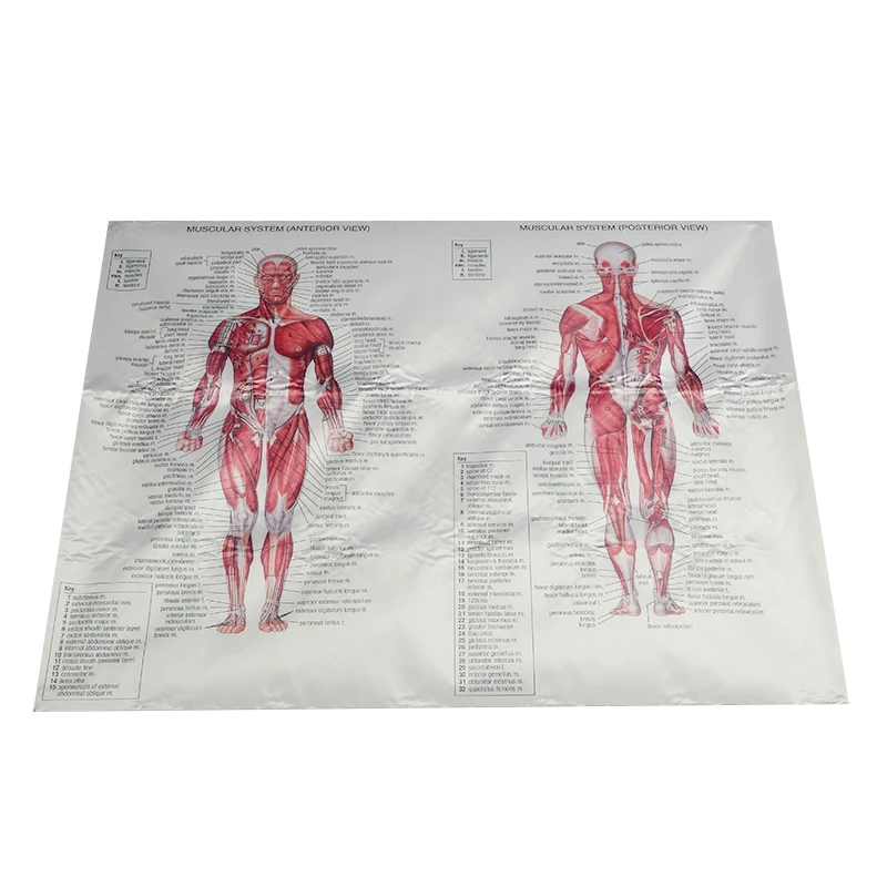 Muscle System Posters Silk Cloth Anatomy Chart Human Body Medical ...
