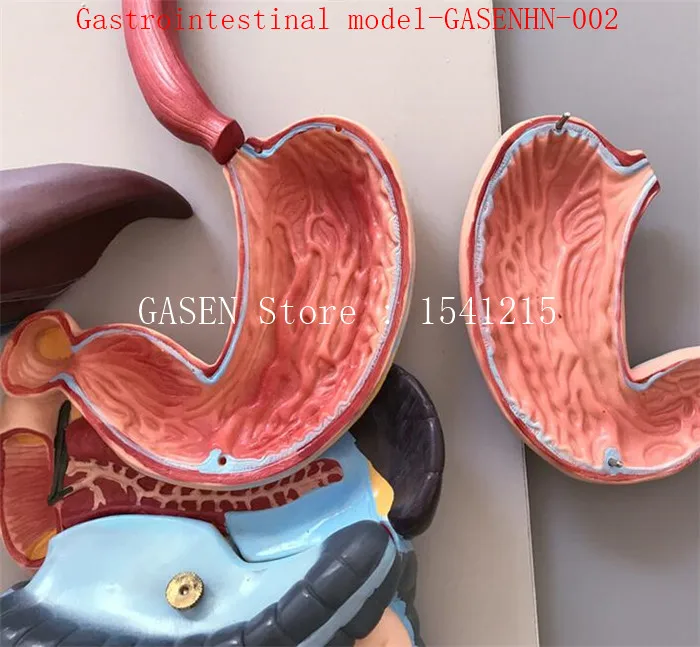 Human digestive system model structure esophagus Gastrointestinal Road ...