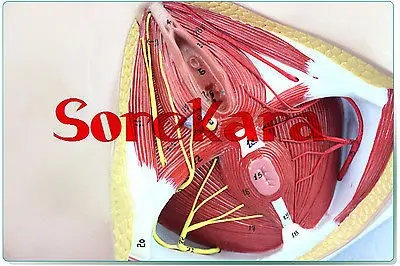 1:1 Human Anatomical Female Perineum Pelvis Dissection New Medical ...