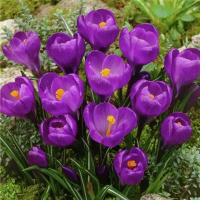 1 pcs Bulb Multi-Color varieties Saffron bulbs – GreenSeedGarden