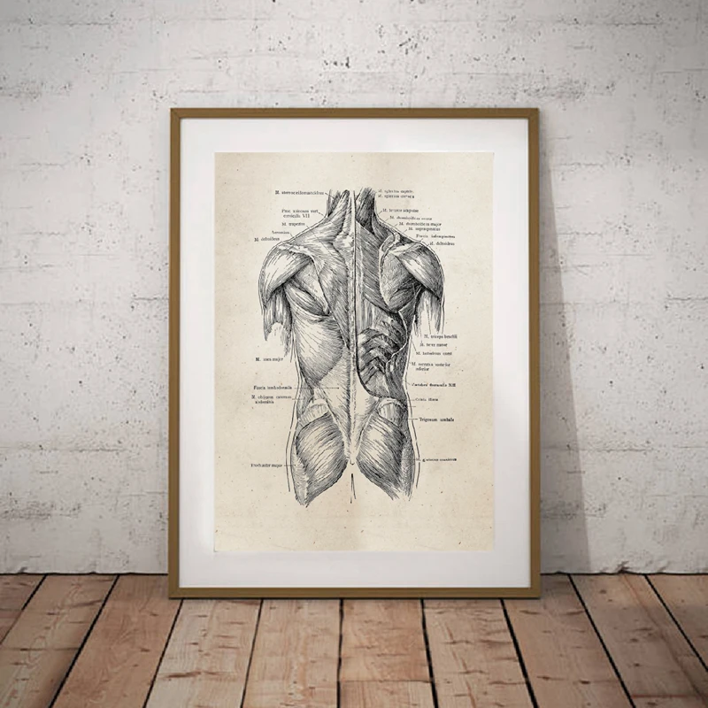 Anatomy For Artists
