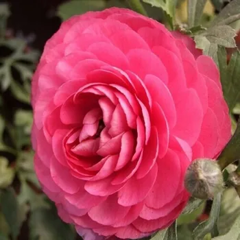 Multi-Color Ranunculus Asiaticus Flower Seeds, 100pcs/pack ...