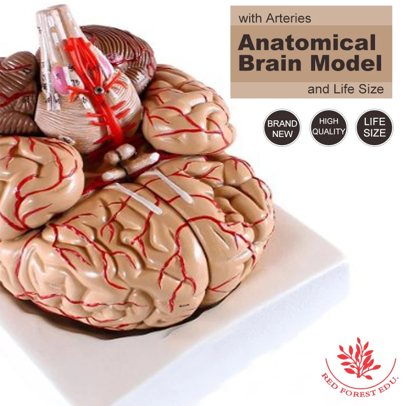 Plastic medical anatomical teaching model Anatomical human Brain model ...