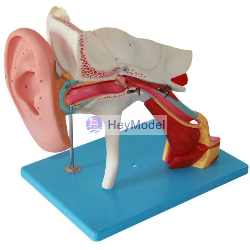 HeyModel Ear Structure Enlargement Model|anatomy model|anatomy ...