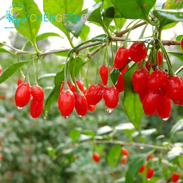 Best Sale 100 Himalayan Goji Berry Seeds Wolfberry Bonsai Plants Most ...