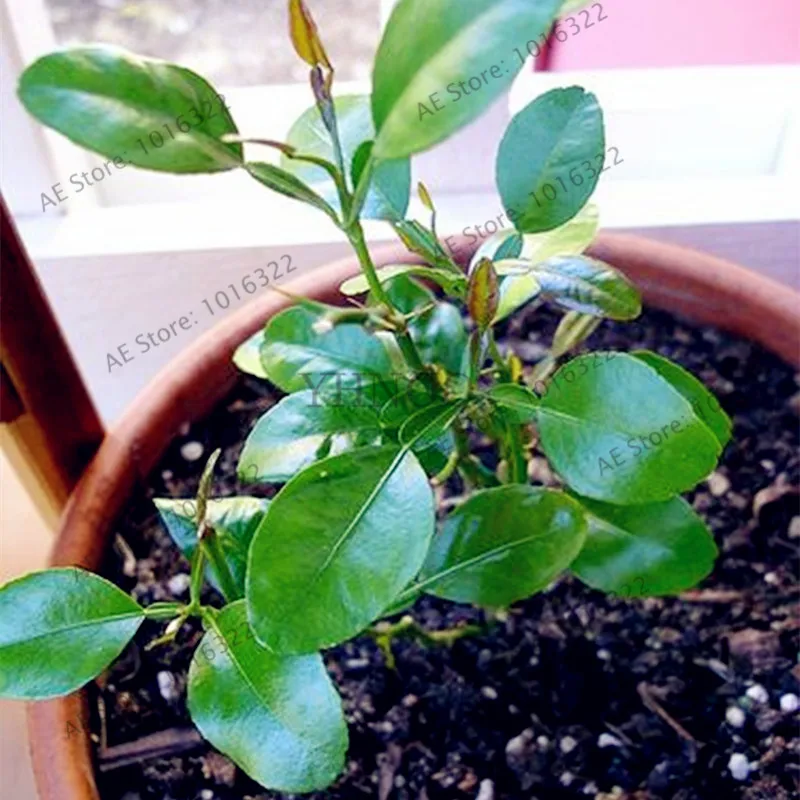 50pcs/bag Key Lime Bonsai,Citrus aurantifolia Plants,organic fruit tree ...