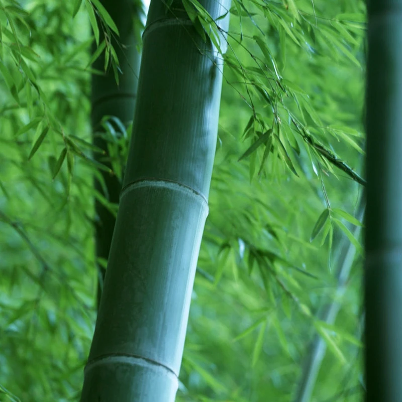 Moso Bamboo Seeds Bulk