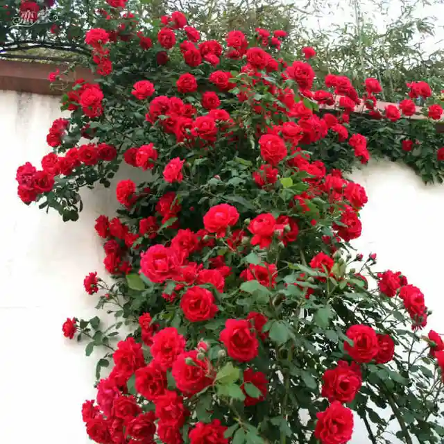 2017 hot sell!!!50 Red Rose Tree Seeds,gorgeous bright colored ...