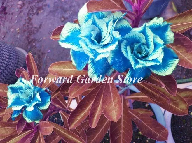 100% Genuine Desert Rose Plantas Rare Dwarf Adenium Obesum Flower Plant ...