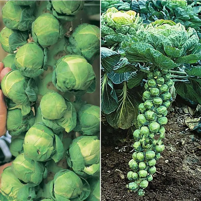 Aliexpress.com : Buy Thousand headed cabbage seed brussels sprouts ...